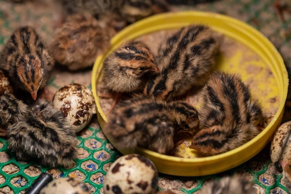 Types Of Pet Quail: 5 Adorable Small Breeds - Kate's K9 Pet Care